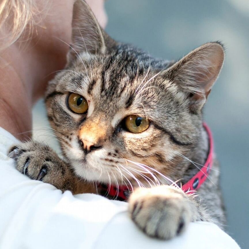 Бусинка из приюта ищет дом