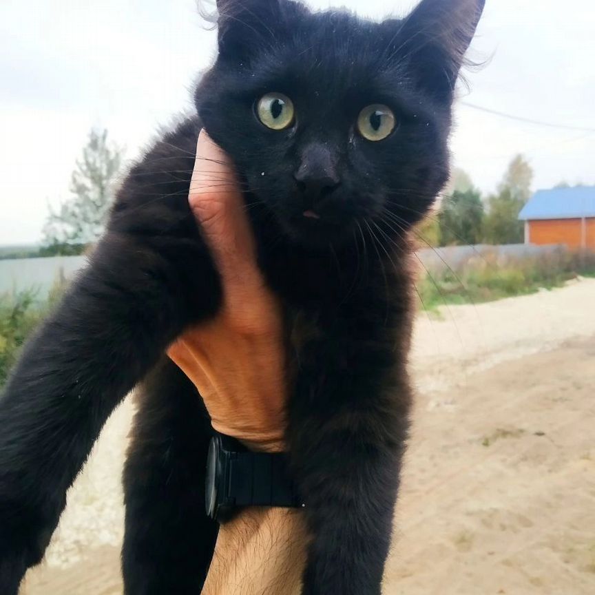 Молодой кот мышелов