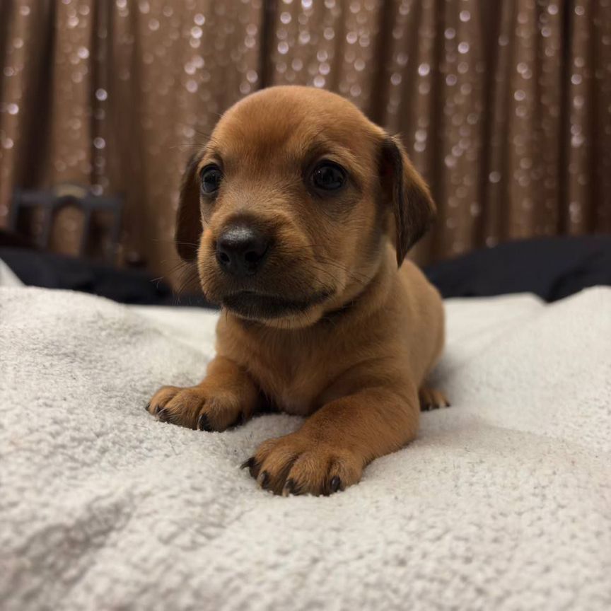 Такса, щенок