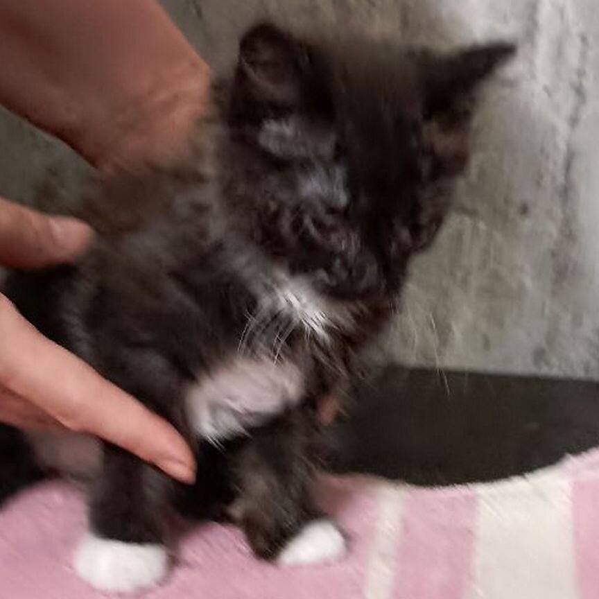 Котёнок в добрые руки