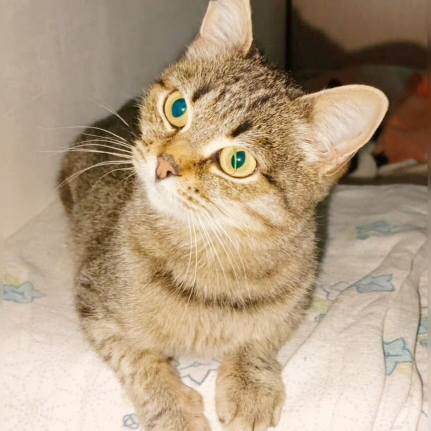 Кошка Мурка ищет дом