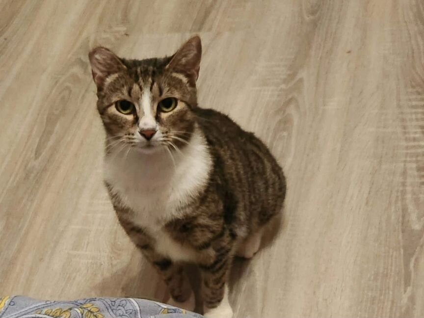 Кошке некуда идти