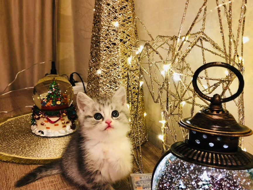 Шотландские прямоухие котята