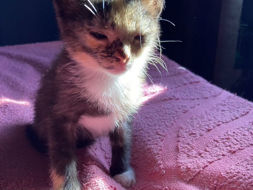 Котята бесплатно