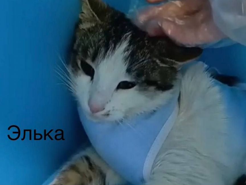 Кошка в дар