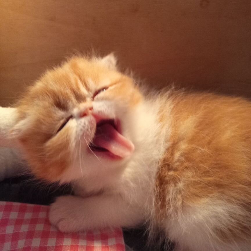Экзотический короткошёрстный котёнок