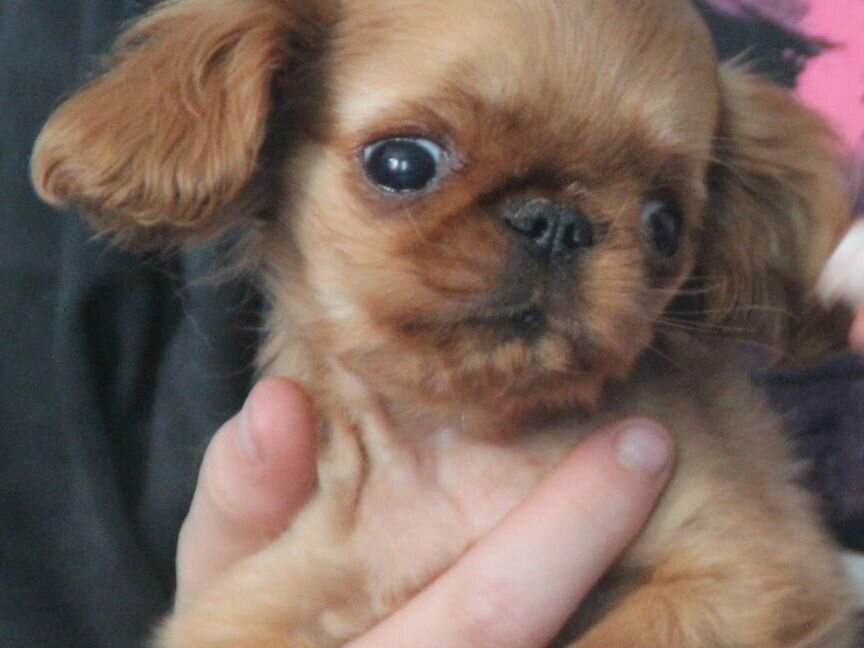 Чудо девочка супер мини