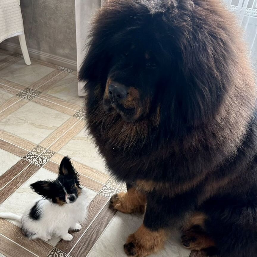 Щенки папийона