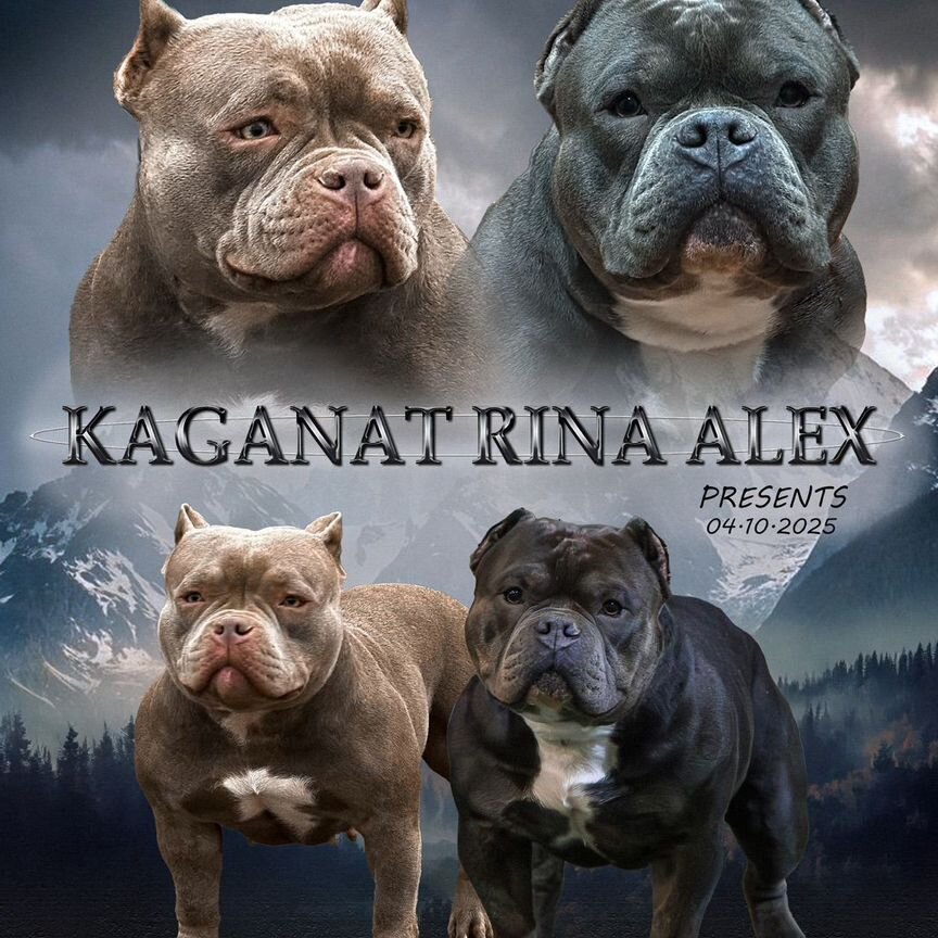 Американский булли, щенок