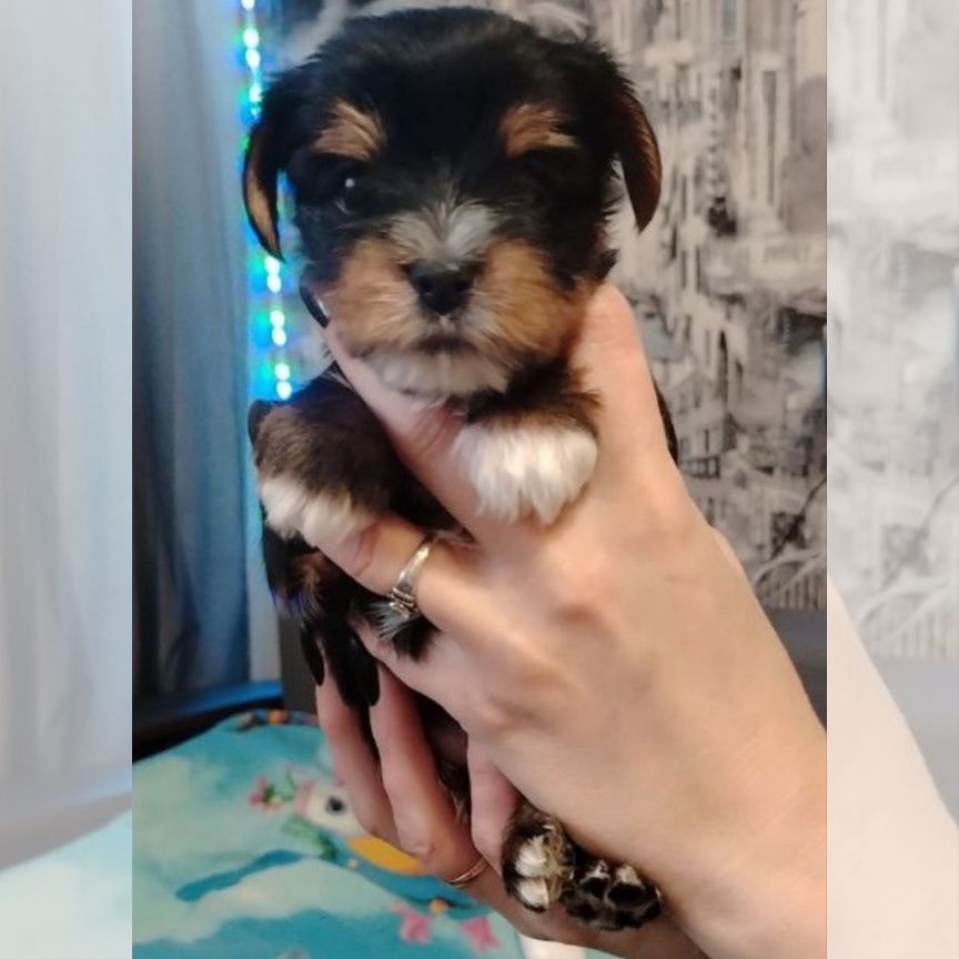 Самые красивые щенки Йорка