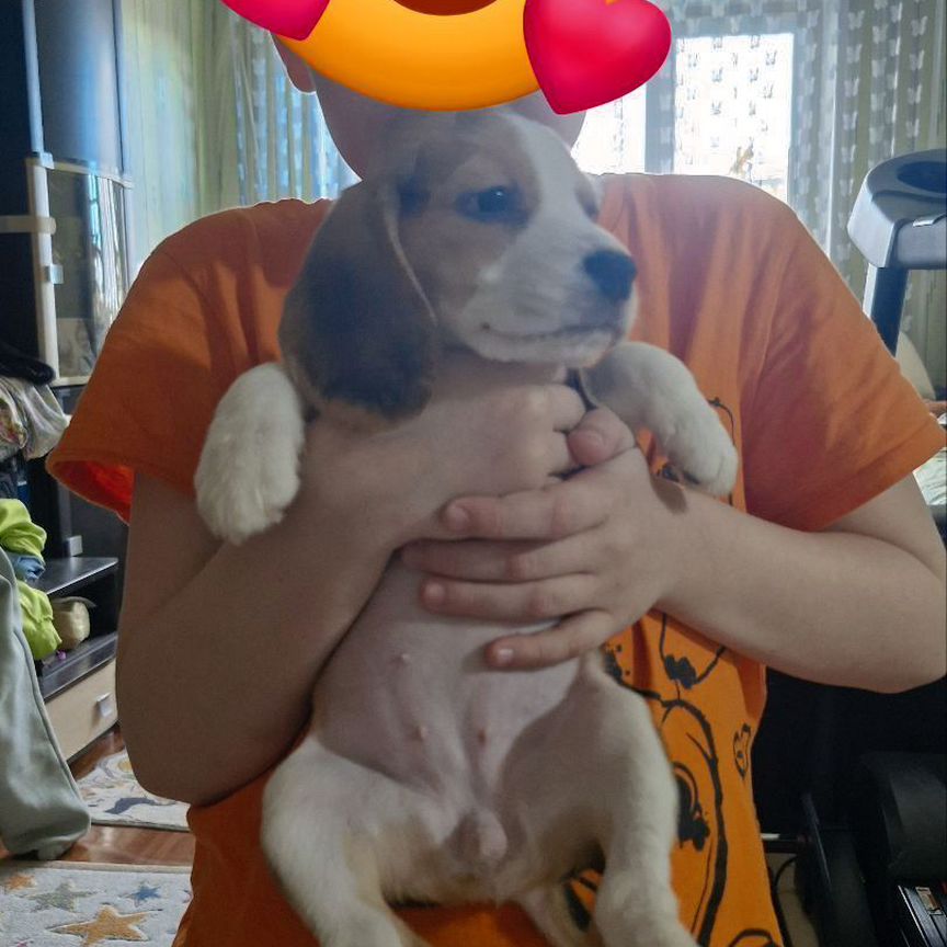 Бигль девочка 2 месяца
