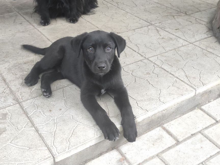 Щенок Кабель