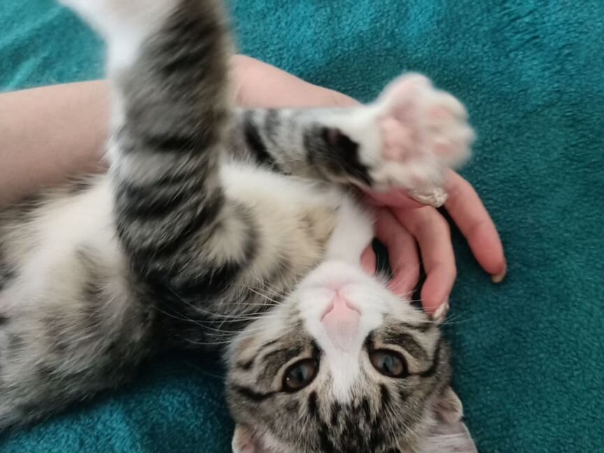 Валаамский котёнок