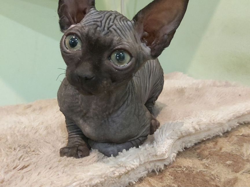 Продажа сфинкса