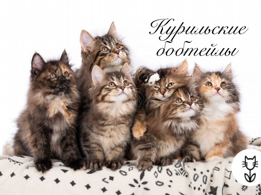 Котята курильский бобтейл из питомника