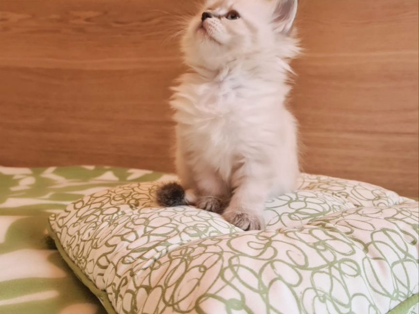 Невские маскарадные котята