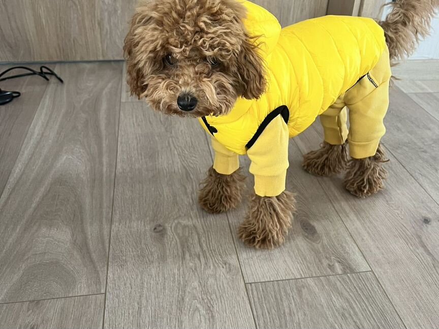 Жилетка и спортивный костюм (девочка) PA