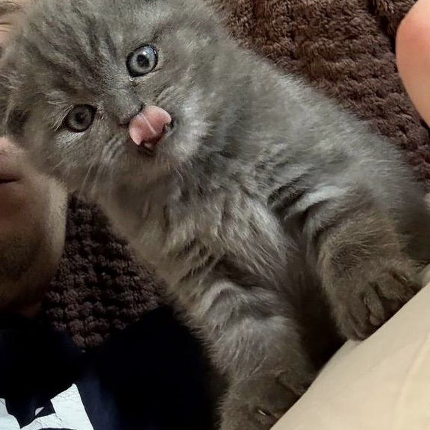 Шотландская вислоухая