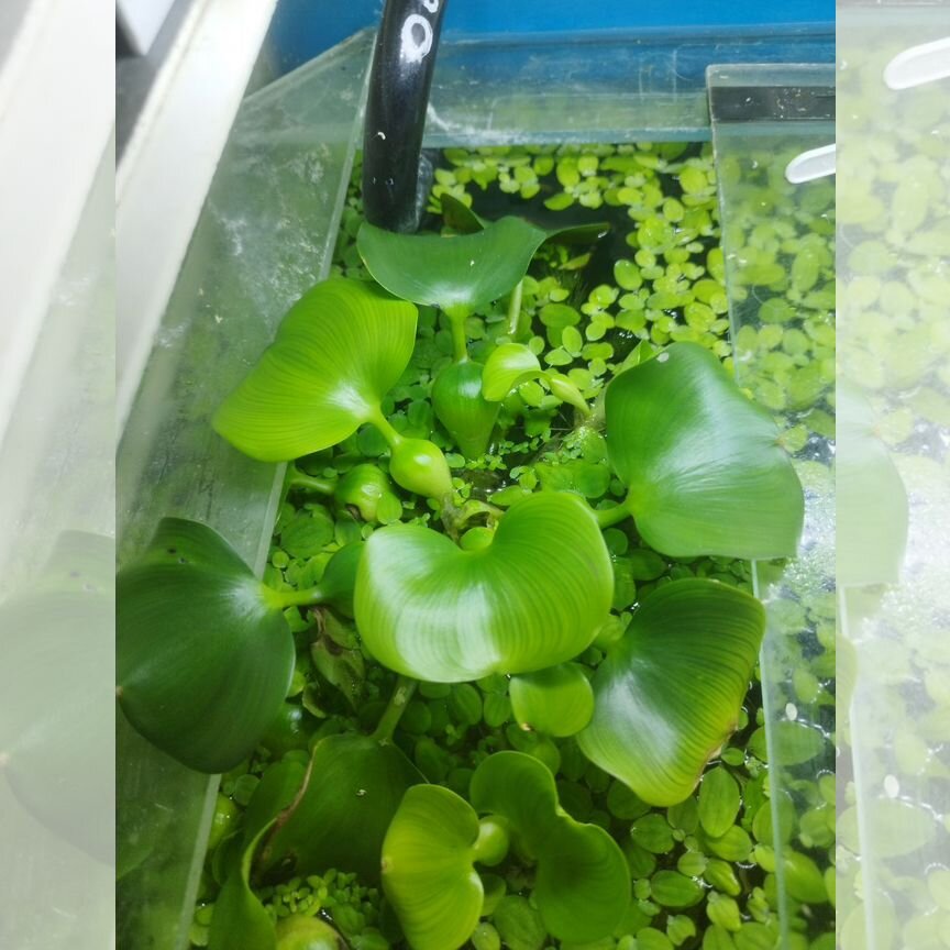 Водный гиацинт