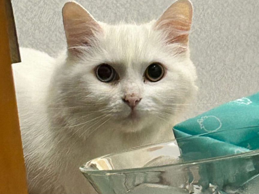 Кошка Турецкая ангора в беде ищет дом