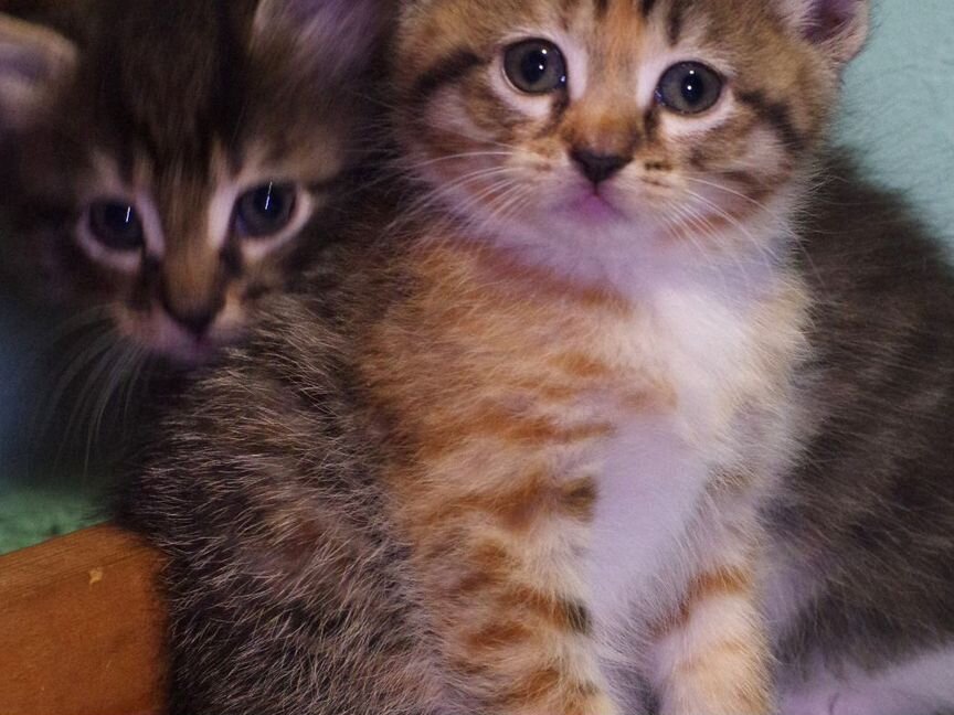 Солнечная Полосатка