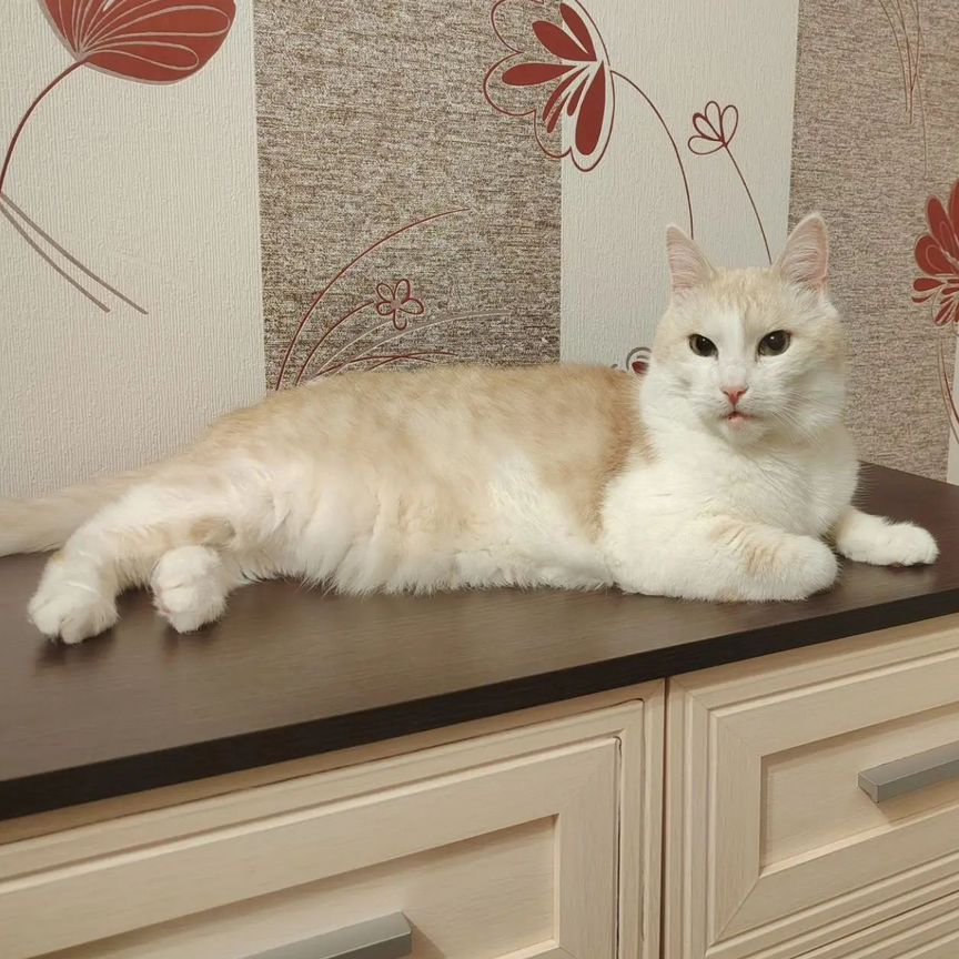 Взрослый кот в добрые руки