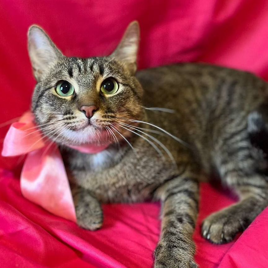 Взрослая, кошка в добрые руки