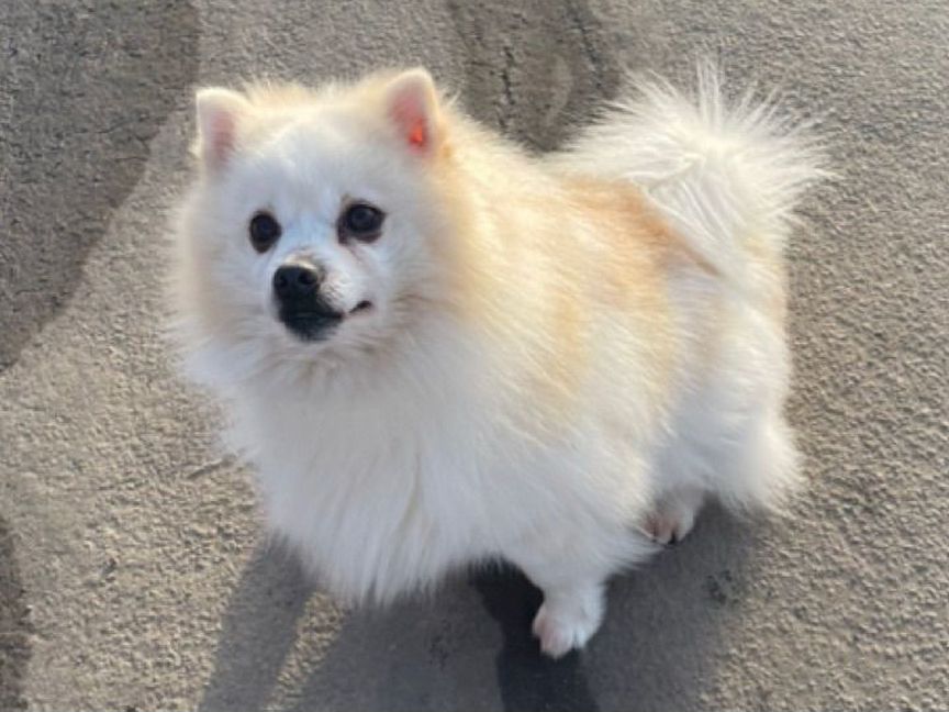 Немецкий шпиц вязка мальчик