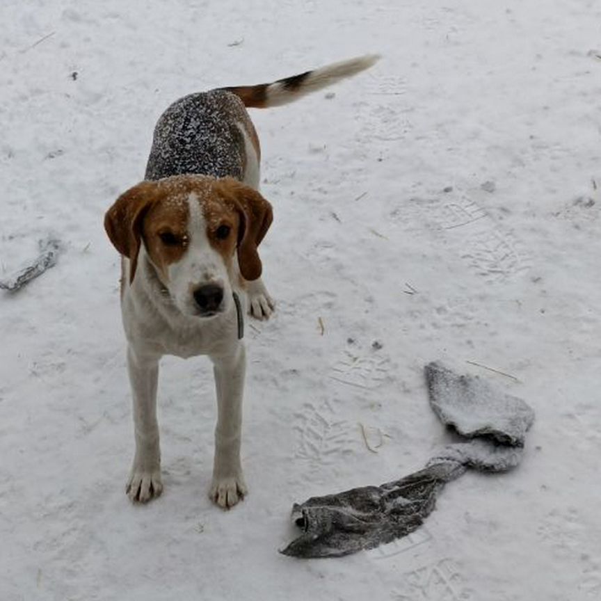 Эстонская гончая, щенок