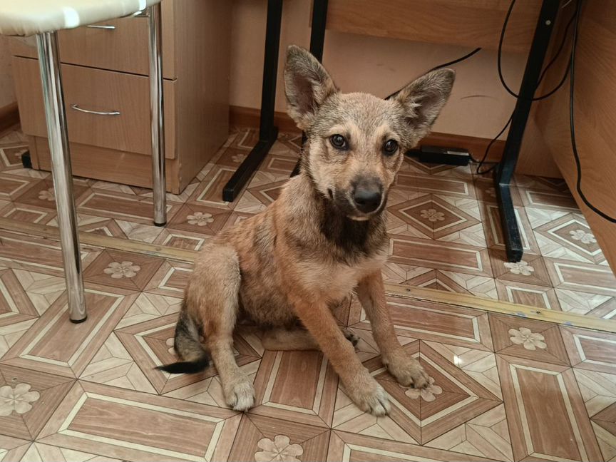 Кутята в добрые руки