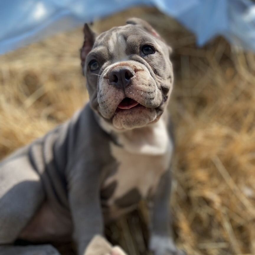 Красотуличка Булли