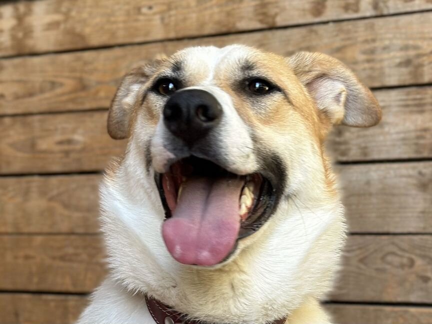 Пёс мечты оказался в приюте