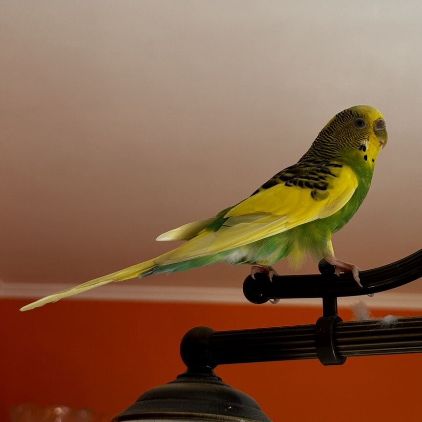 Волнистый попугай самка