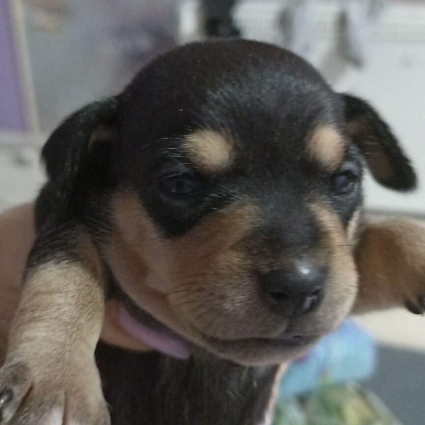 Русский той-терьер, щенок