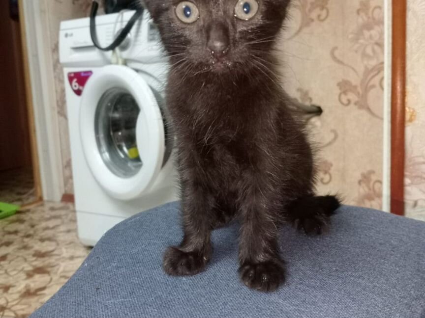 Отдам котёнка в добрые руки