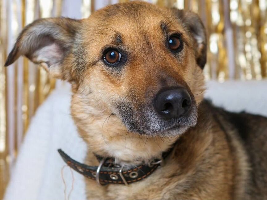 Лакки, ее забрали из приюта, а потом бросили