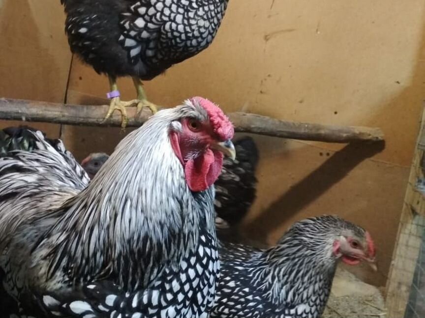 Инкубационное яйцо