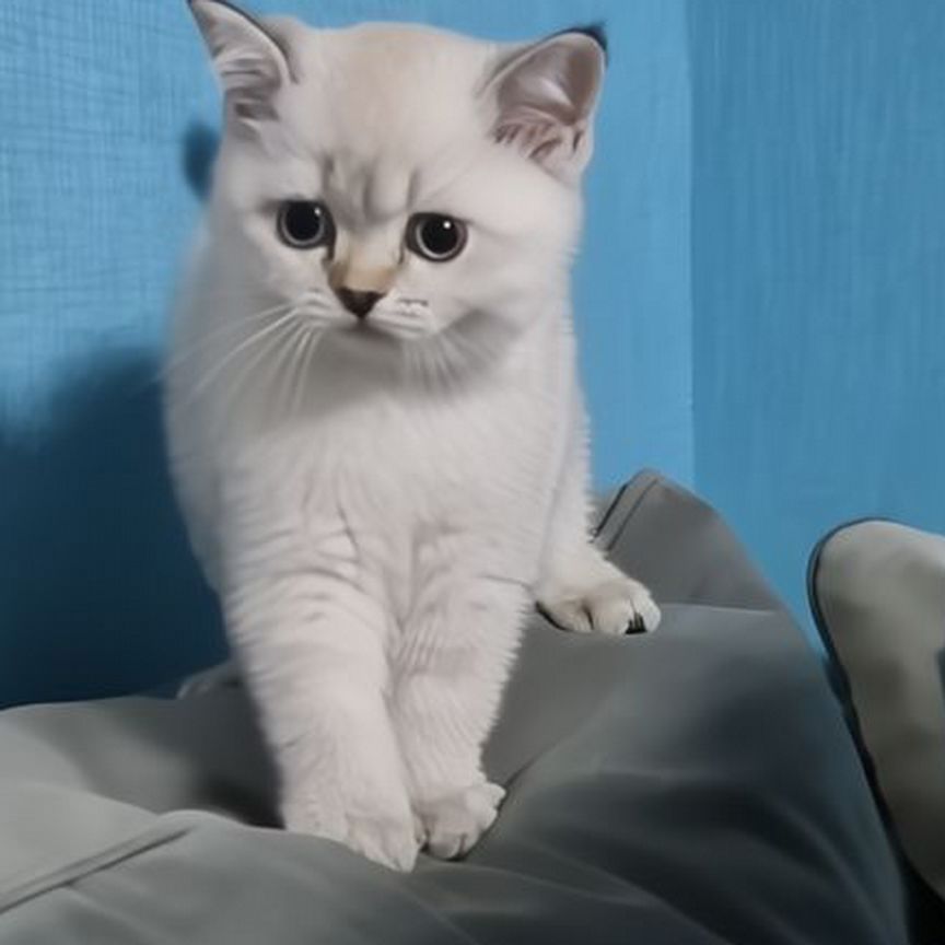 Шотландский прямоухий длинношёрстный котёнок