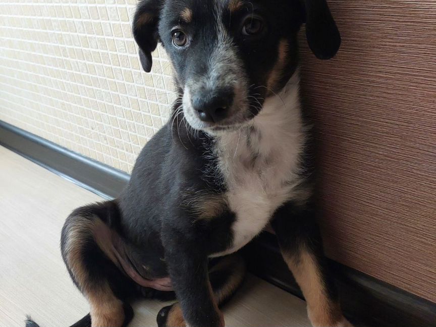 Щенок девочка