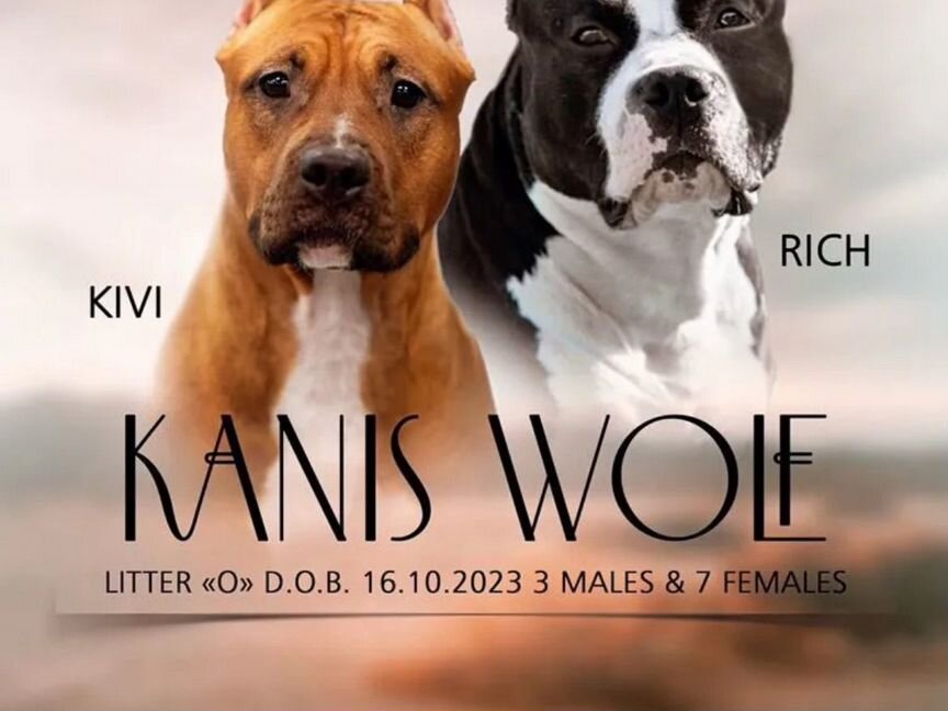 Амстафф щенок (питомник)