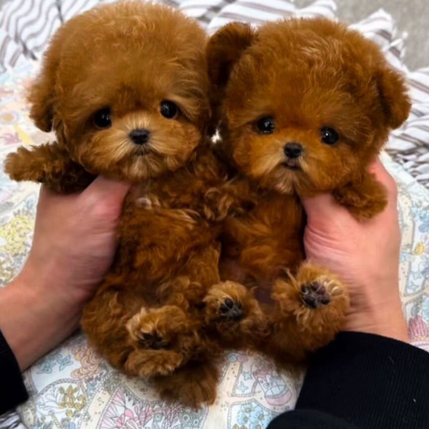 Мальтипу, щенок