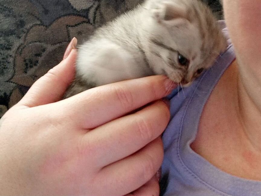 Серебристая шиншилла