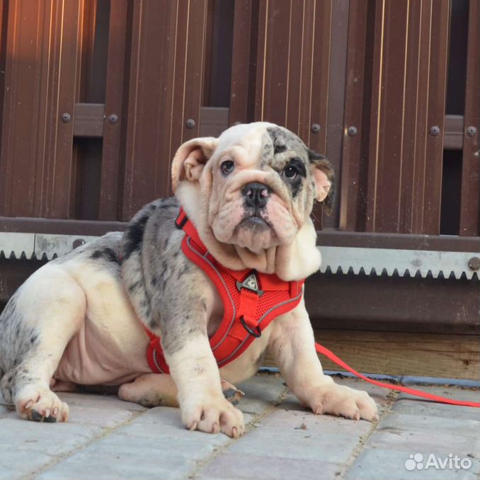 Английский бульдог,мерлюшка