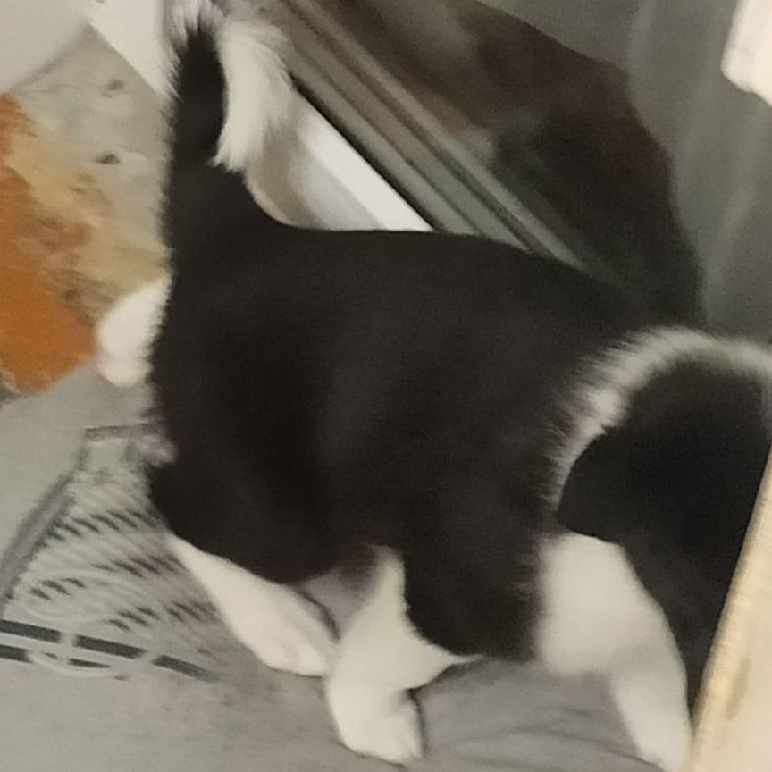 Восточносибирская лайка, щенок