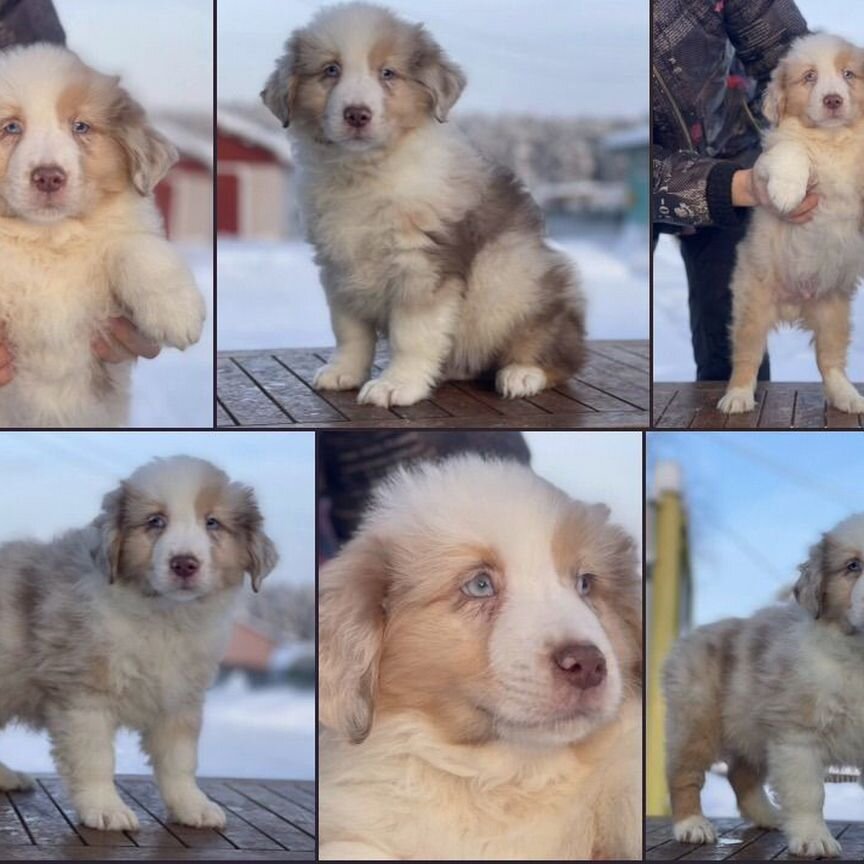 Миниатюрная американская овчарка, щенок