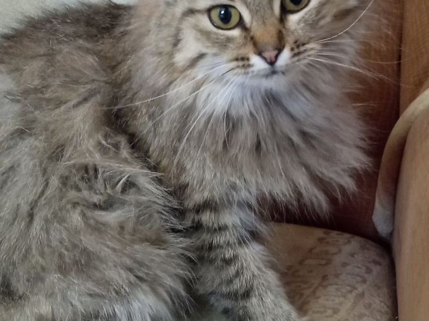 Кошки в добрые руки