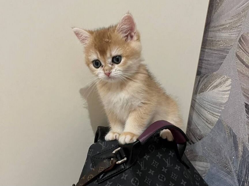 Сомалийская кошка