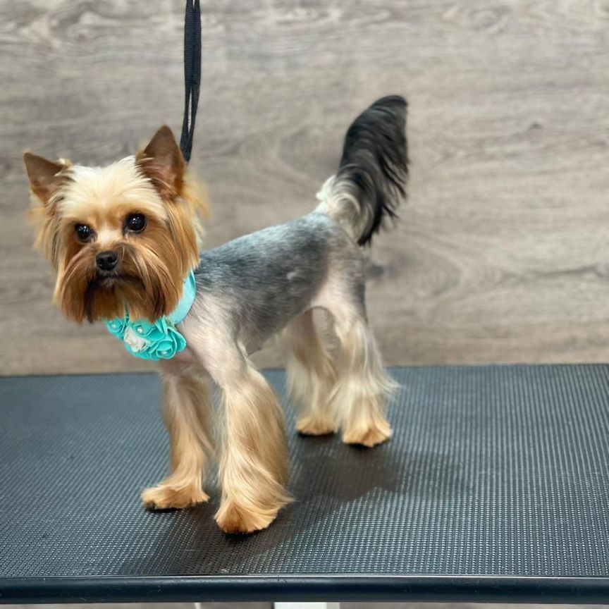 Йоркширский терьер мини беби фейс