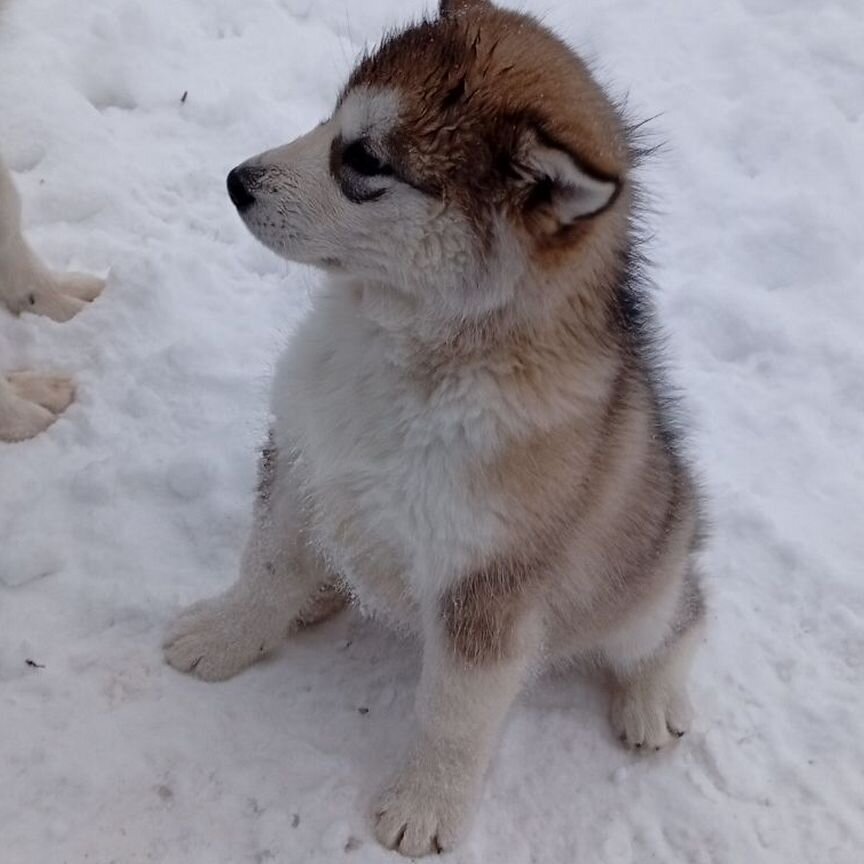 Аляскинский маламут, щенок