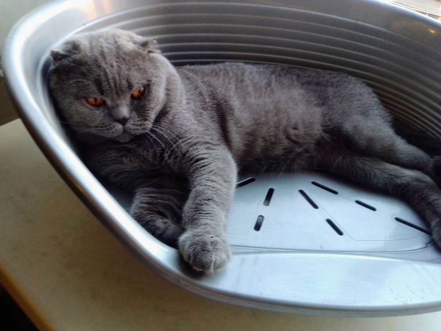 Дocтaвкa нa вязкy кoтoв виcлoyxoго, cтpaйтa